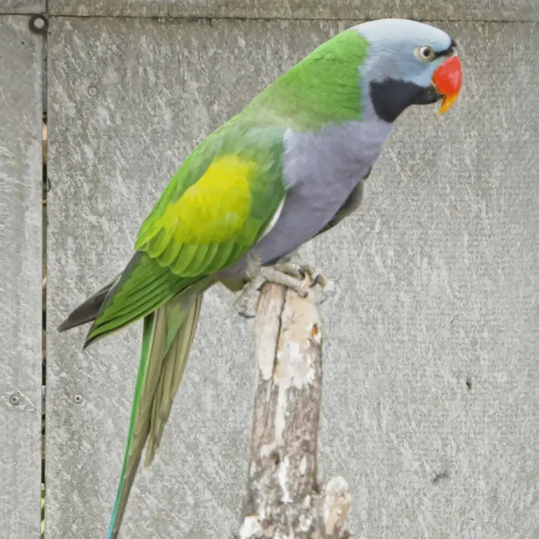 Derbyan parakeet - Habitat Colors Personality Care and Health