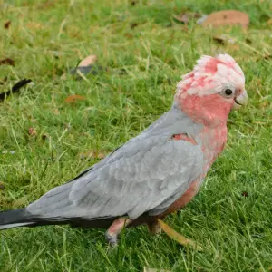 Galah - Rose-breasted cockatoo Care Food Breeding and training