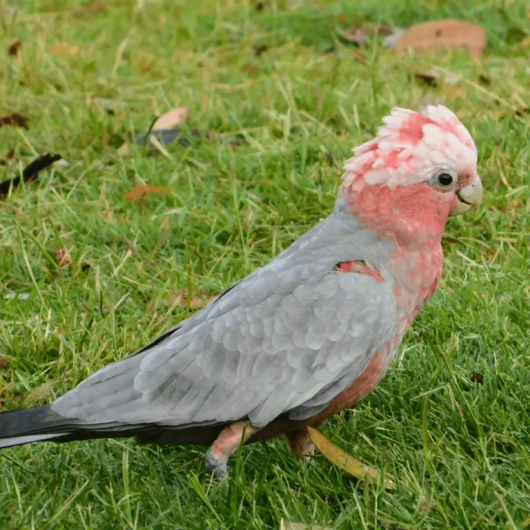 Galah - Rose-breasted cockatoo Care Food Breeding and training