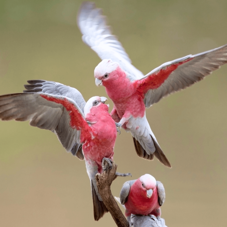 Galah - Rose-breasted cockatoo Care Food Breeding and training