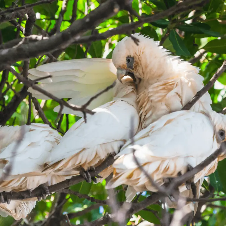 Goffin's Cockatoo - Habitat Personality Food and Reproduction