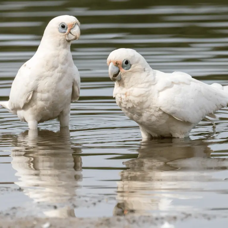 Long-billed corella - Habitat Behavior Reproduction and Food