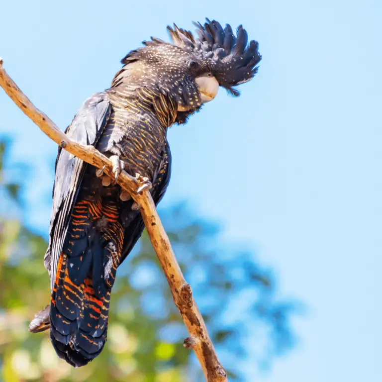 Red-tailed black cockatoo - Habitat Reproduction Food and Lifespan