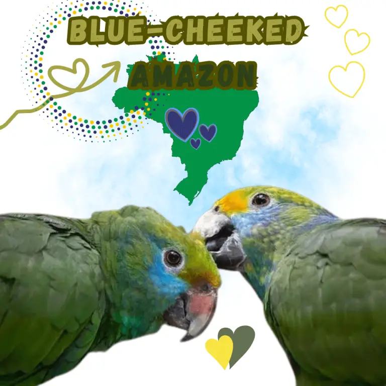 Blue bird parrot - All Different Types Of Blue Parrots