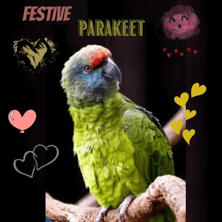 Blue crowned conure - Description Subspecies Habitat Diet and Breeding