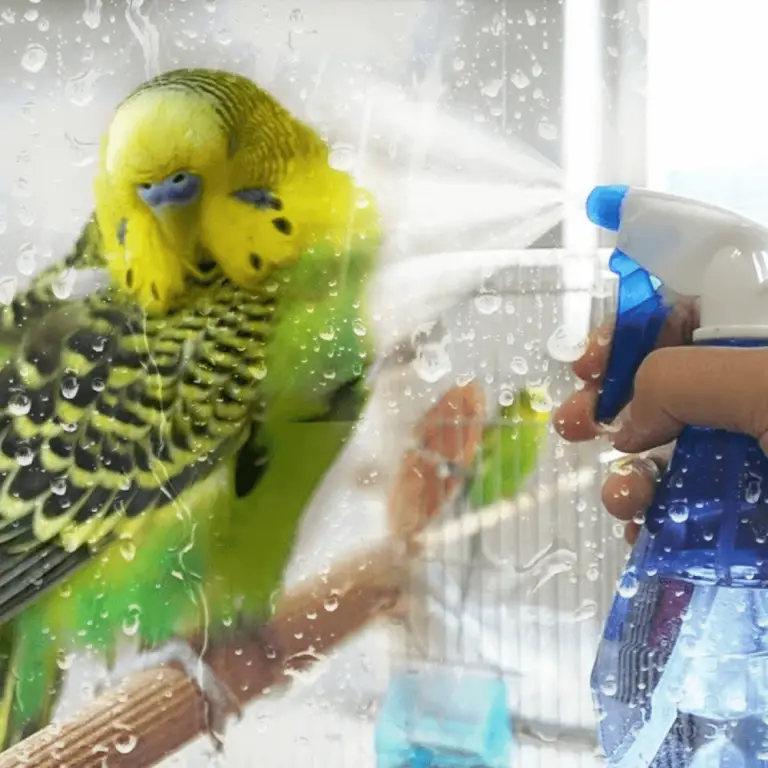 How do i bathe my parrot - What can I use to wash my parrot?
