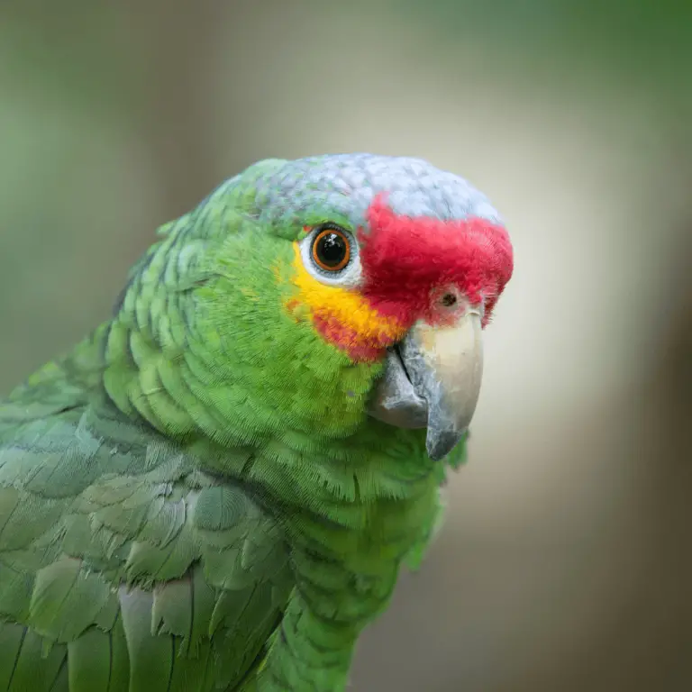 Red-lored amazon - Habitat Subspecies Food and Reproduction