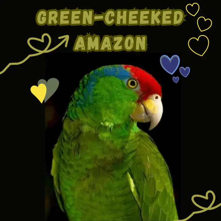 Dusky headed conure - Personality Habitat Food Reproduction