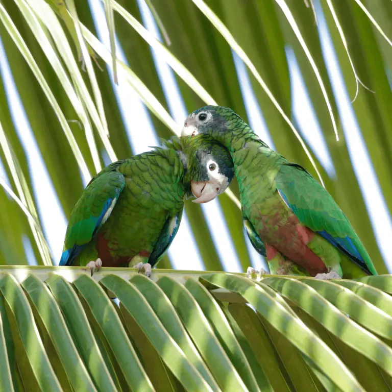 Hispaniolan amazon - Habitat Food REproduction and Endangered