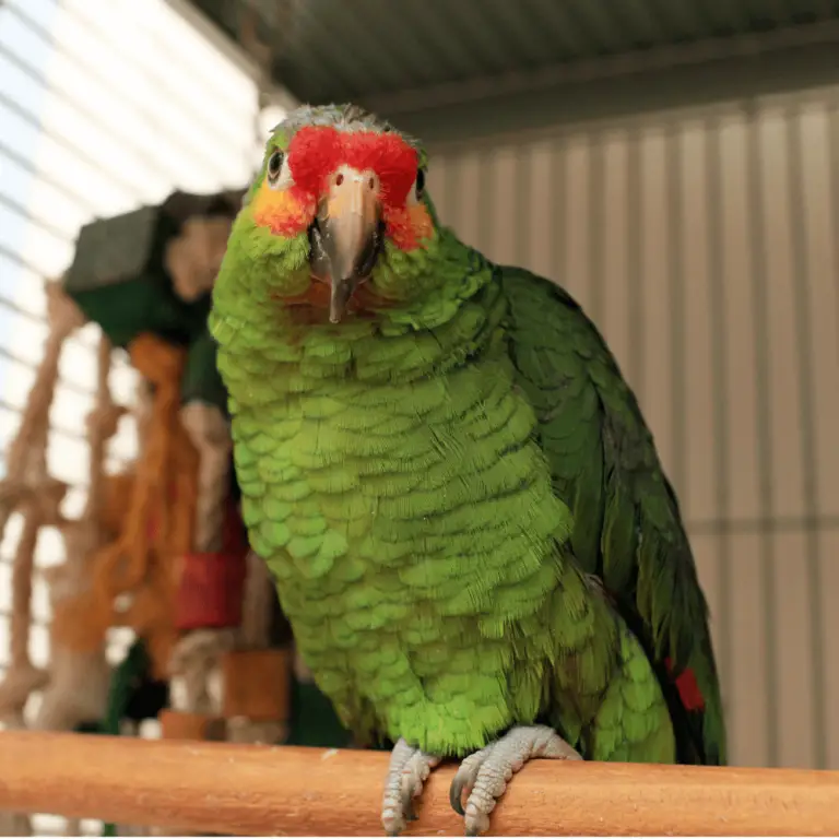 Red-lored amazon - Habitat Subspecies Food and Reproduction