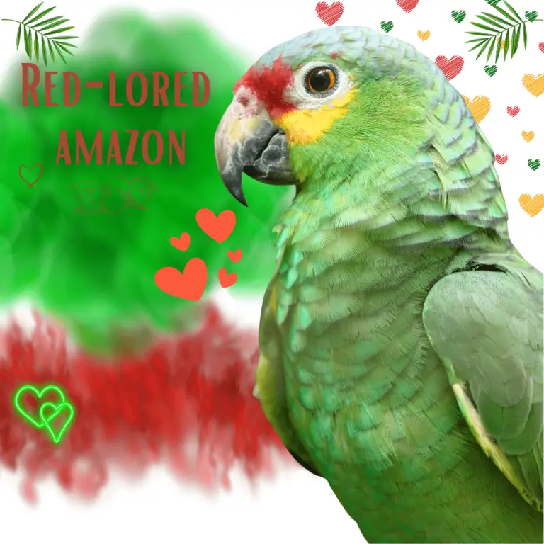 Red-lored amazon - Habitat Subspecies Food and Reproduction