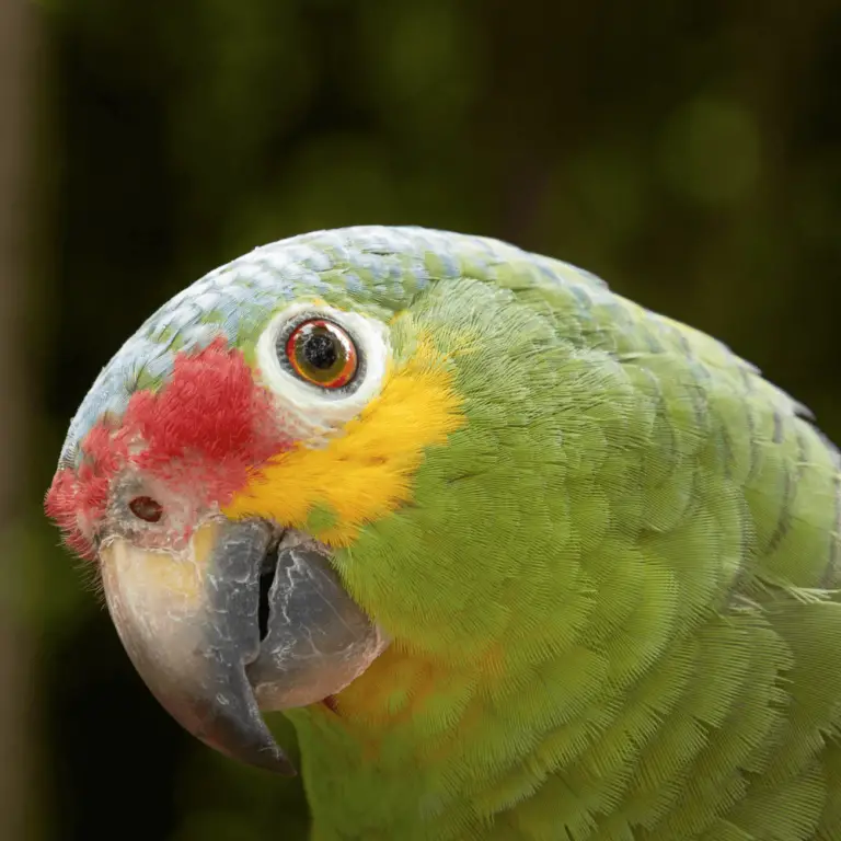 Red-lored amazon - Habitat Subspecies Food and Reproduction