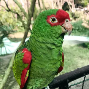 Red-spectacled amazon - Habitat Food Reproduction and Endangered