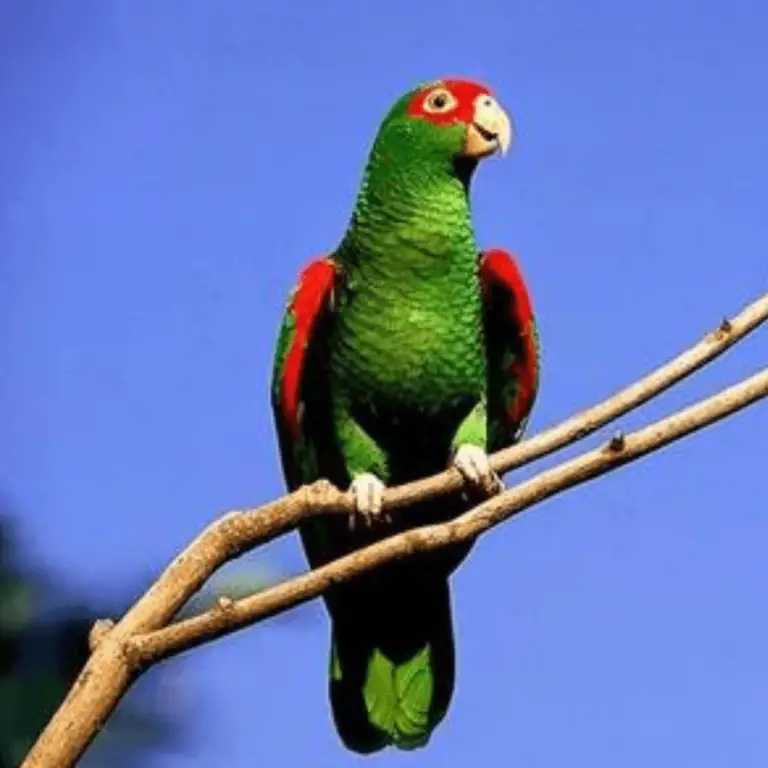 Red-spectacled amazon - Habitat Food Reproduction and Endangered