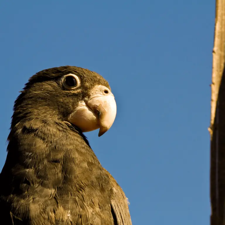 Lesser vasa parrot - Subspecies Habitat Food and Endangered