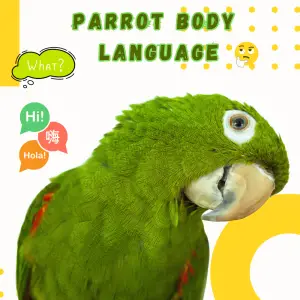 Lesser vasa parrot - Subspecies Habitat Food and Endangered