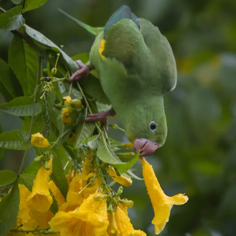 Yellow-chevroned parakeet - Habitat Subspecies Food and Endangered
