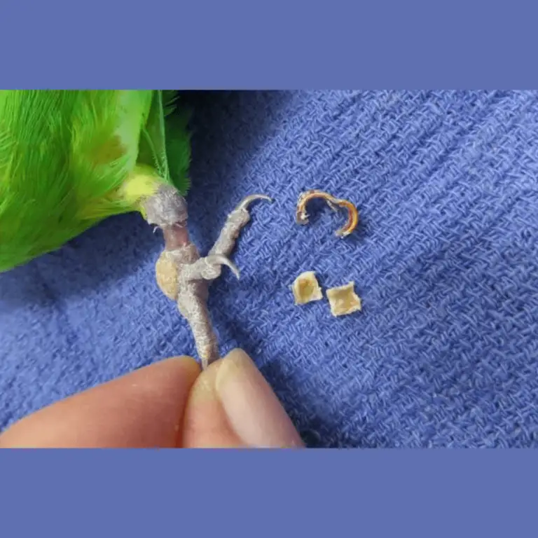 Parrot Leg Bands - Everything you need to know about parrot banding