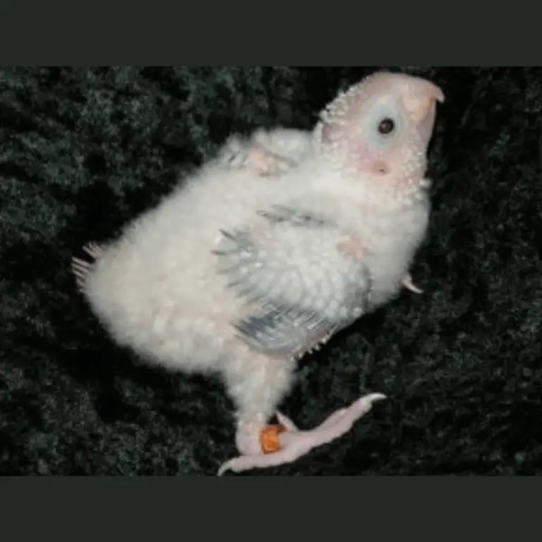 Parrot Leg Bands - Everything you need to know about parrot banding