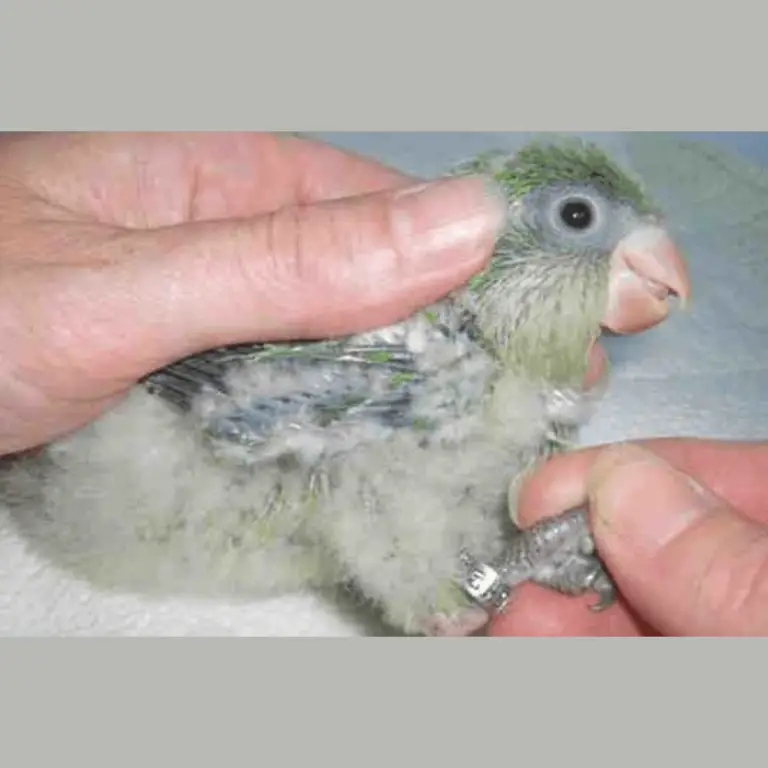 Parrot Leg Bands - Everything you need to know about parrot banding