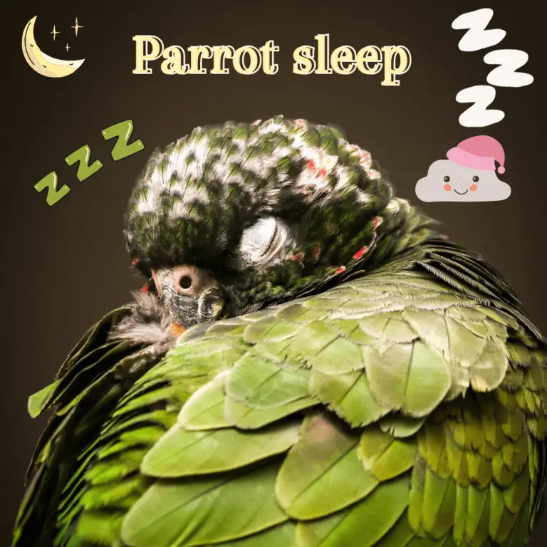 Parrot sleep - How long do parrots sleep | parrot sleeping positions