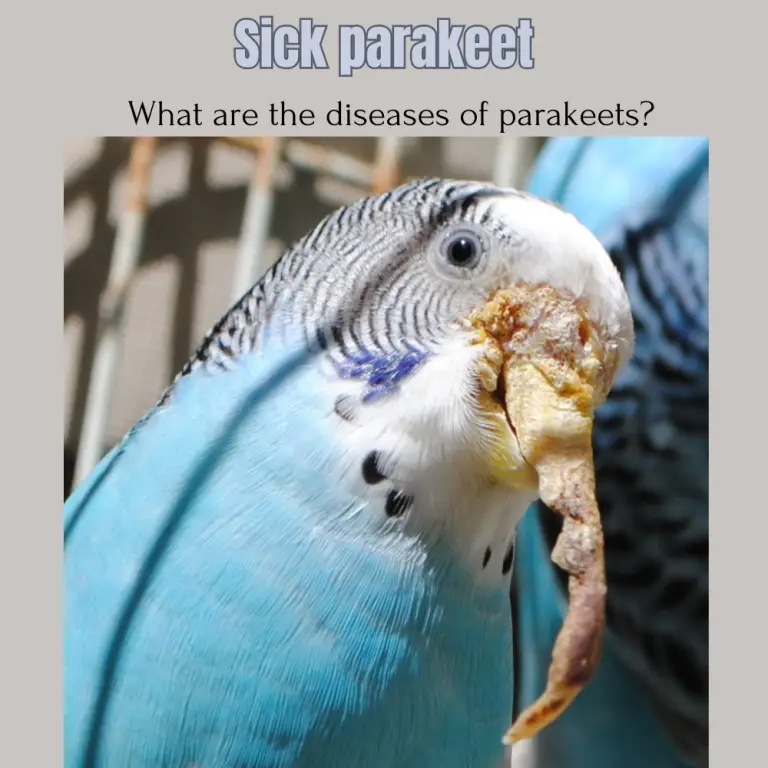 King parrot - Habitat Behavior Lifespan Care and Food