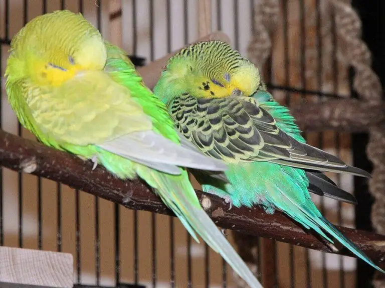 Parrot sleep - How long do parrots sleep | parrot sleeping positions